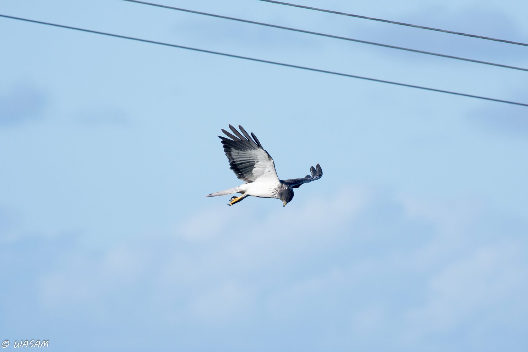 L'oeil du Papangue - zoom sur l'emblématique rapace réunionnais ...