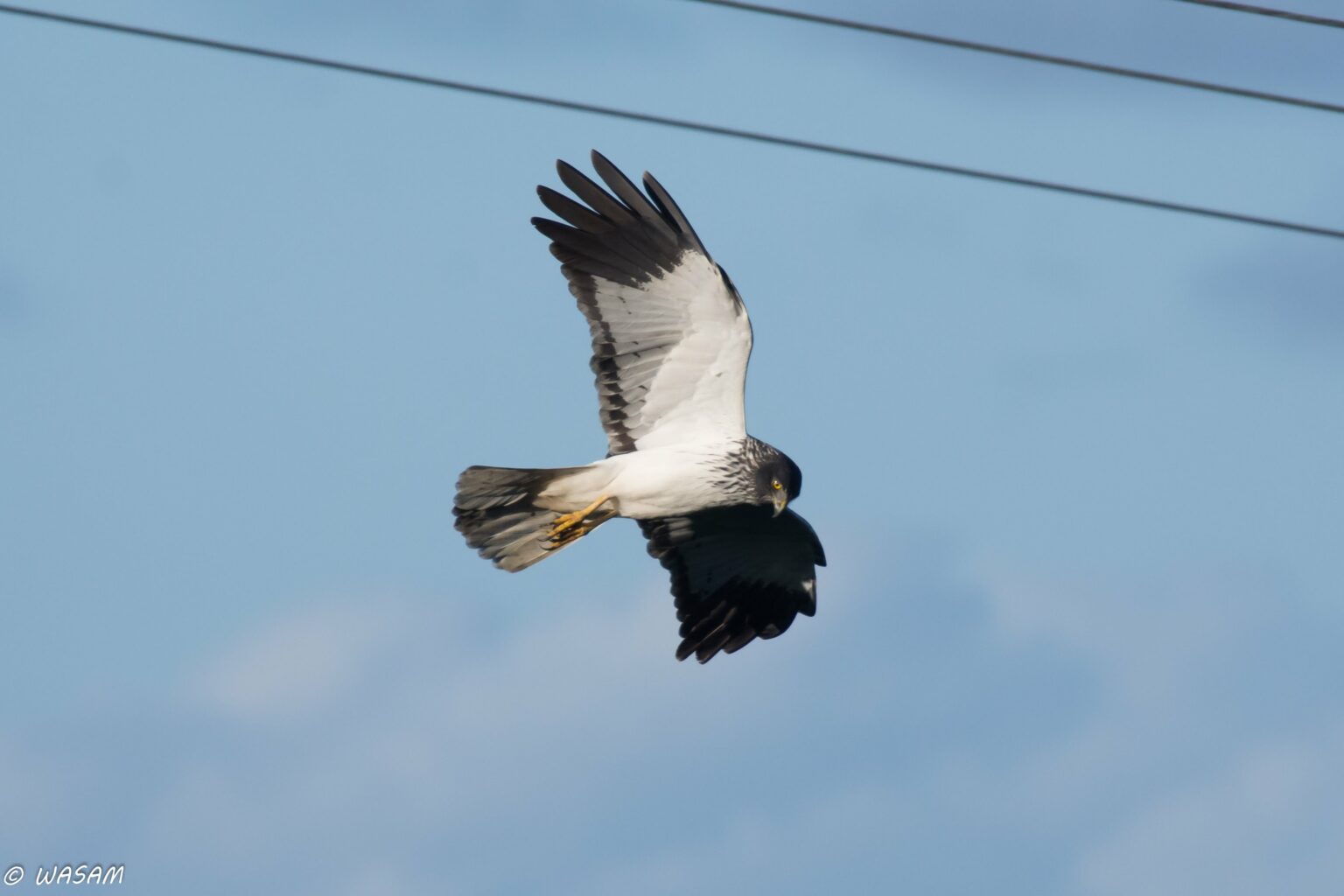L'oeil du Papangue - zoom sur l'emblématique rapace réunionnais ...