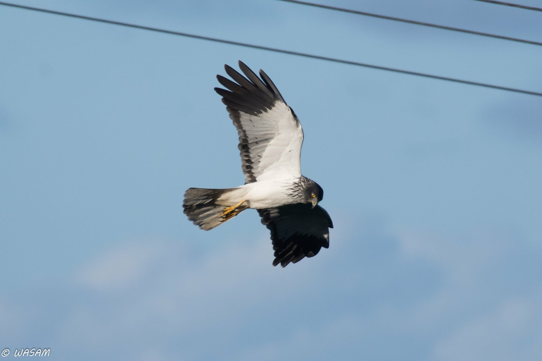 L'oeil du Papangue - zoom sur l'emblématique rapace réunionnais ...