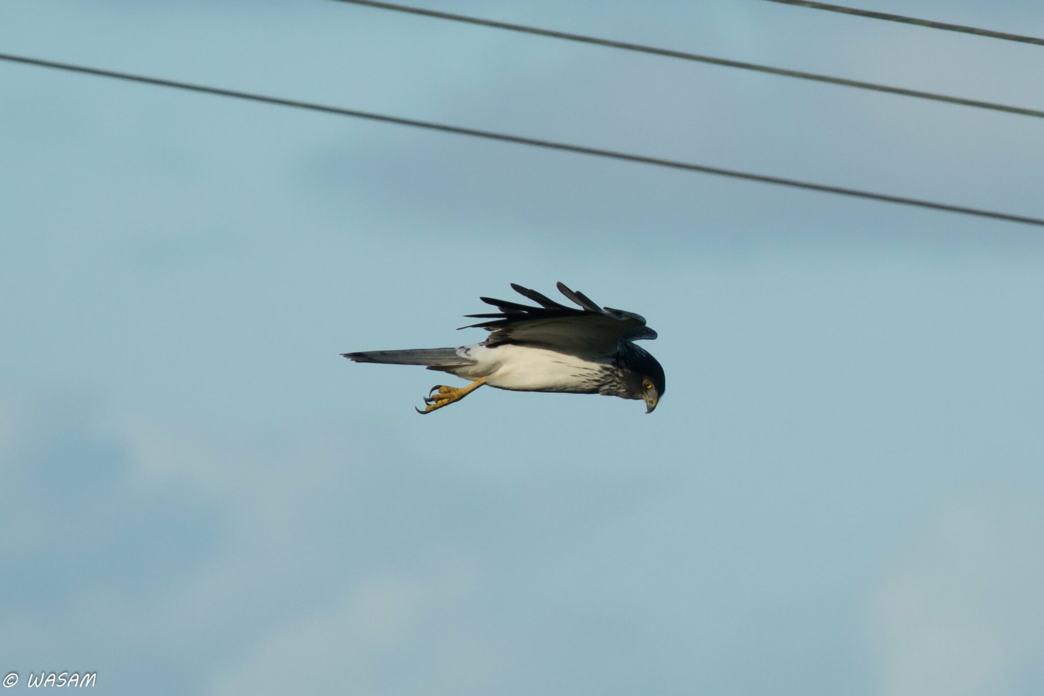 L'oeil du Papangue - zoom sur l'emblématique rapace réunionnais ...