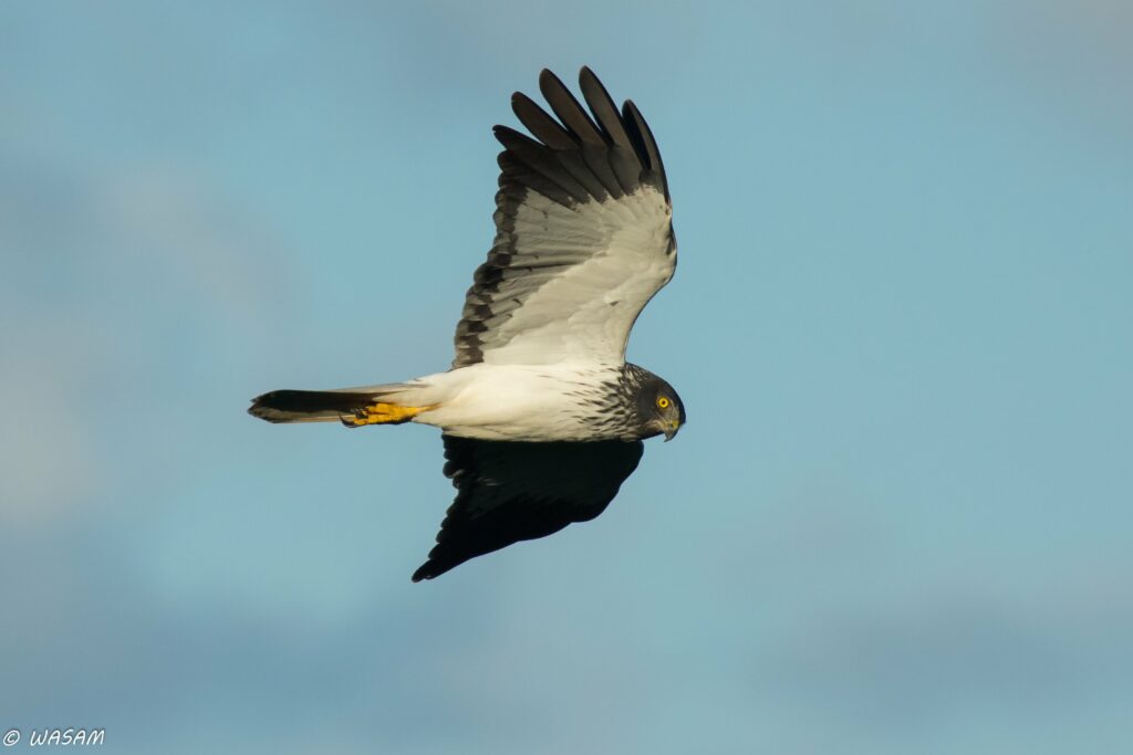 L'oeil du Papangue - zoom sur l'emblématique rapace réunionnais ...