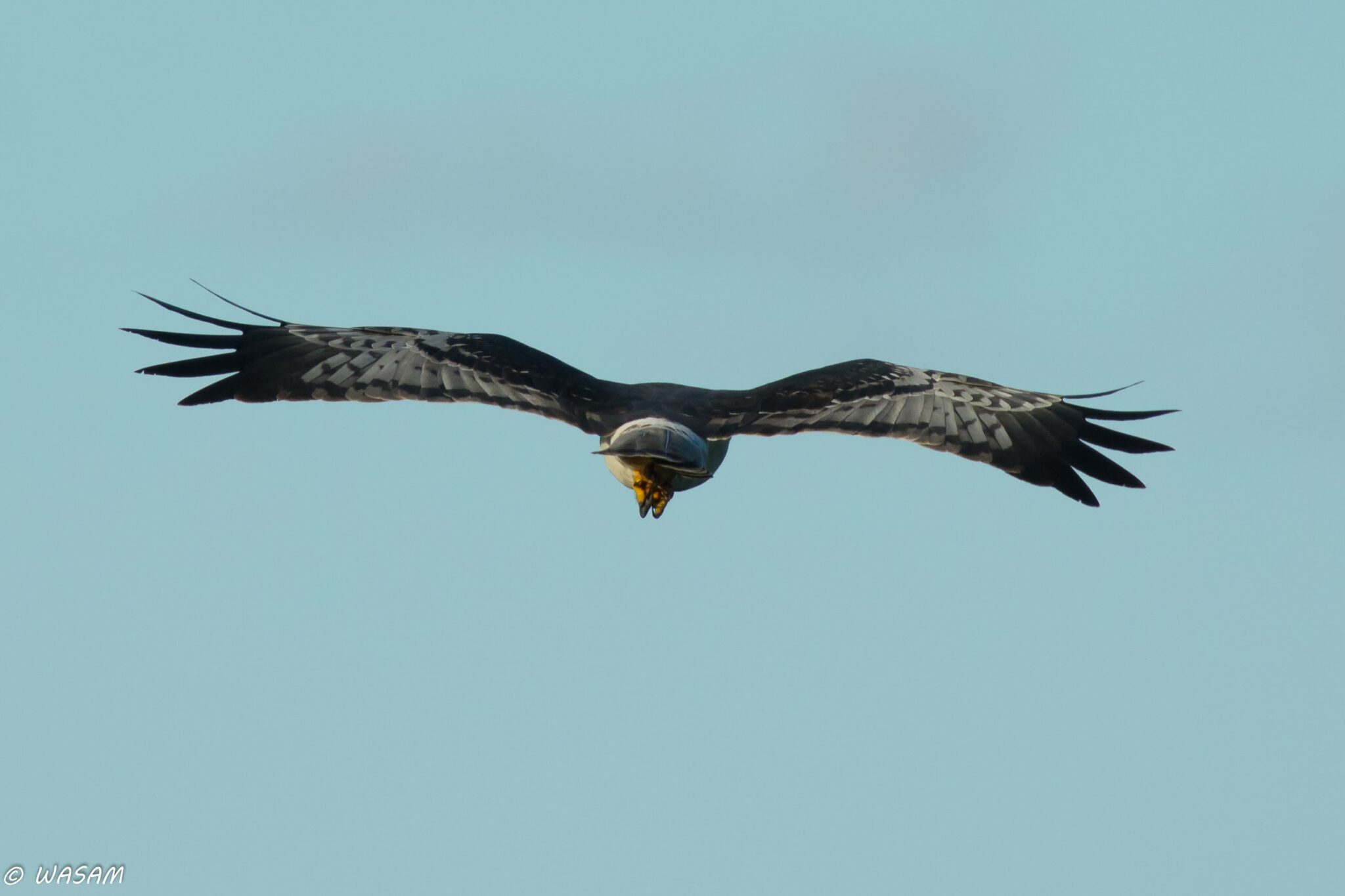 L'oeil du Papangue - zoom sur l'emblématique rapace réunionnais ...