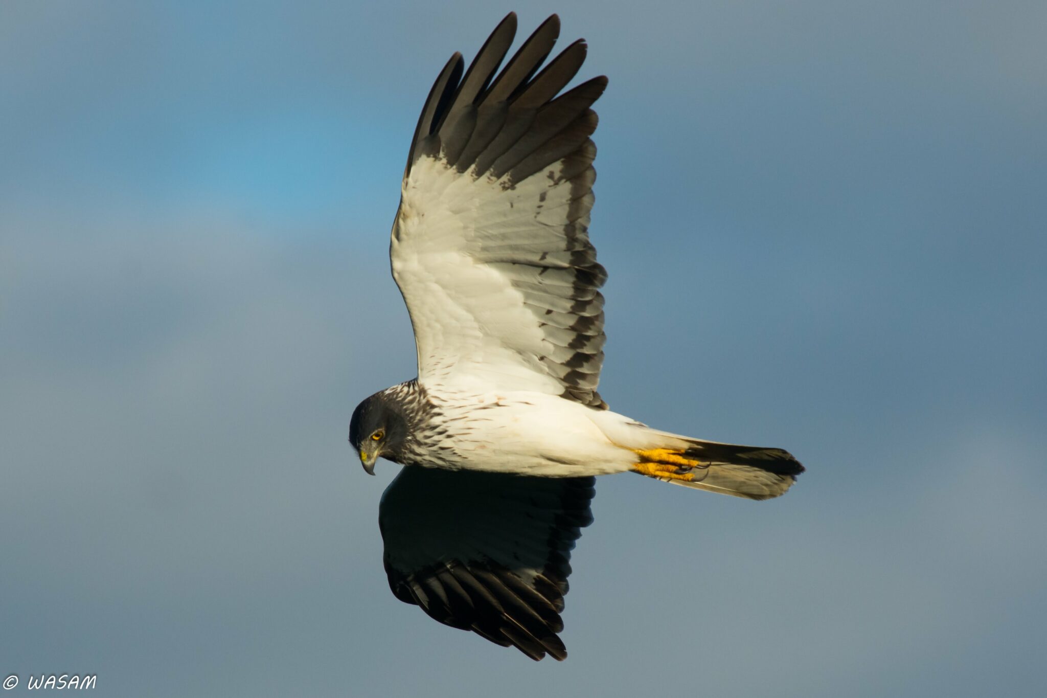 L'oeil du Papangue - zoom sur l'emblématique rapace réunionnais ...