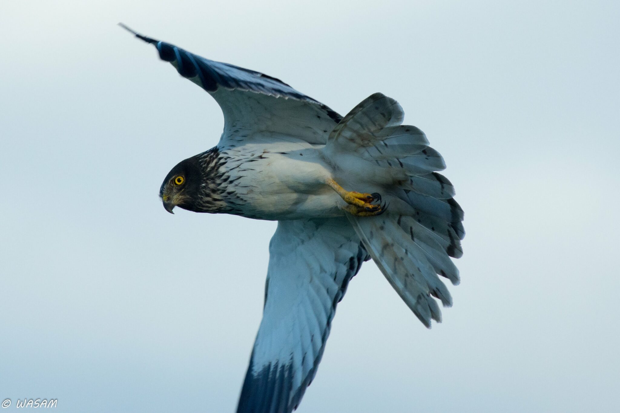 L'oeil du Papangue - zoom sur l'emblématique rapace réunionnais ...